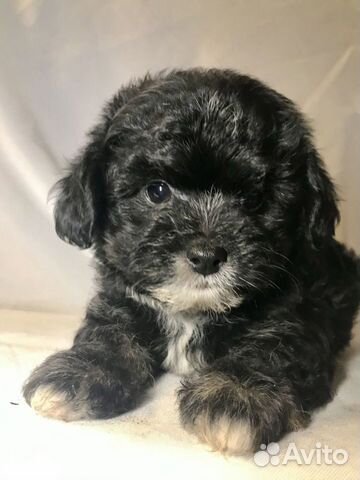 Мальчик Мальтипу f1