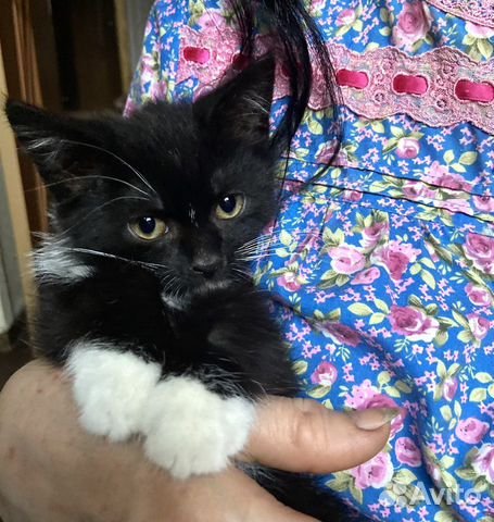 Ласковый котенок ищет дом