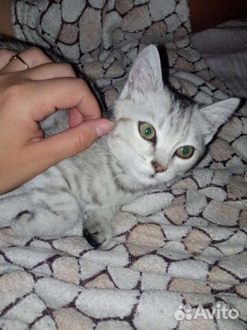 Кошки в добрые руки