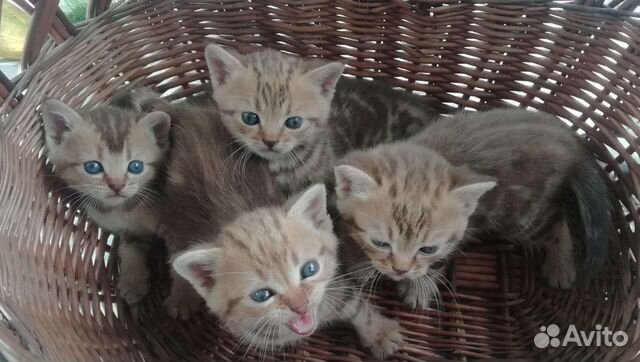 Бенгальские котята