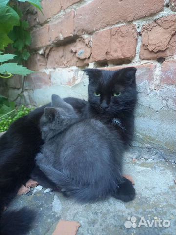 Кошки бесплатно