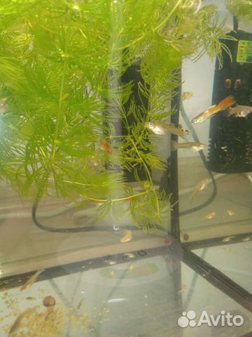 Аквариумные рыбки гуппи