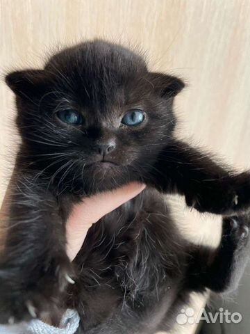 Котята ищут дом
