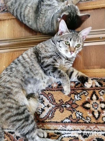 Кошка Ася в дар. Доставка