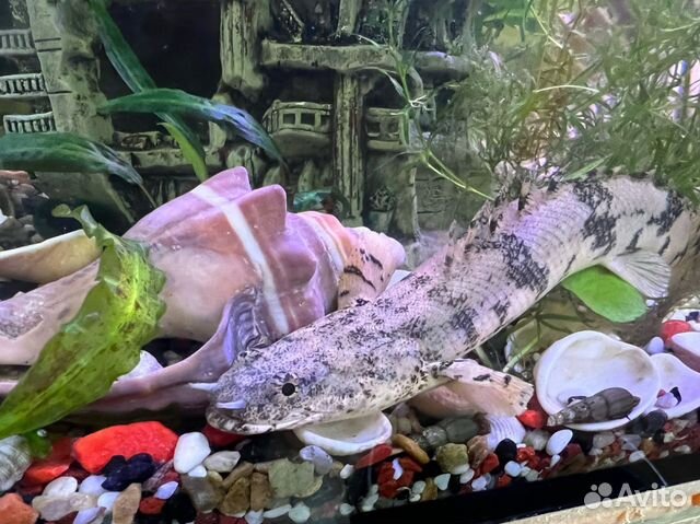 Полиптерус Дельгези