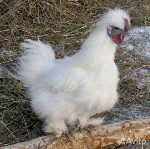 Китайский шелковый петух