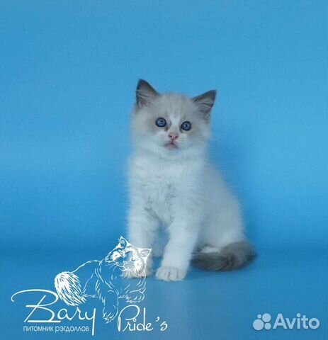 Мальчик рэгдолл