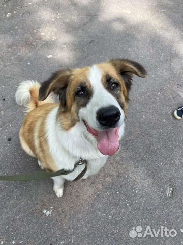 Собака в добрые руки