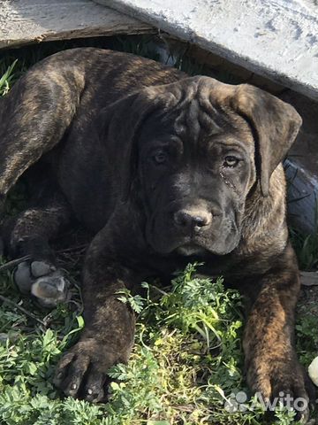 Щенки кане Корсо