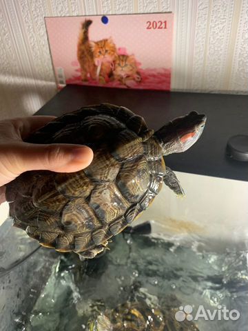 Черепаха