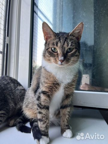 Кошка с котенком
