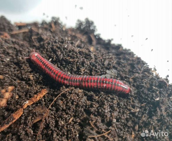 Кивсяки Centrobolus annulatus