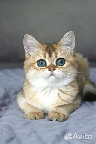 Шикарная золотая девочка