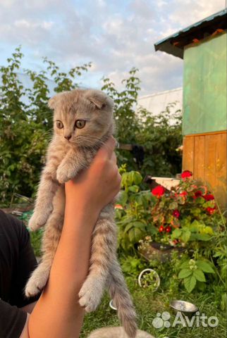 Прекрасные котята в добрые руки