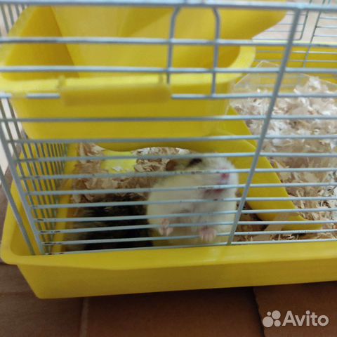 Джунгарский хомяк с клеткой