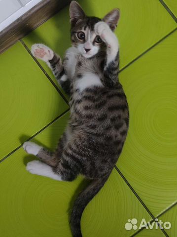 Котик