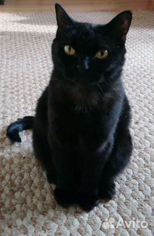 Кошка в дар 1 год чёрная британка