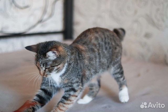 Кошка Красавица