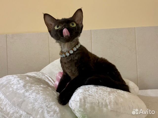 Девон рекс черная Багира