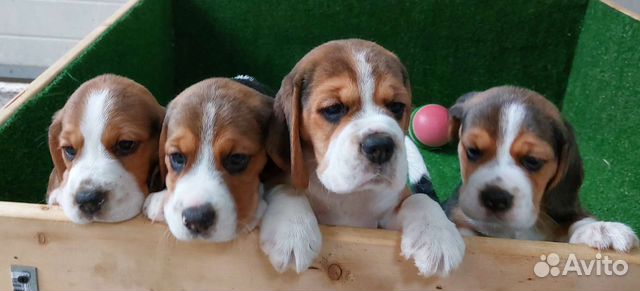 Щенки бигль
