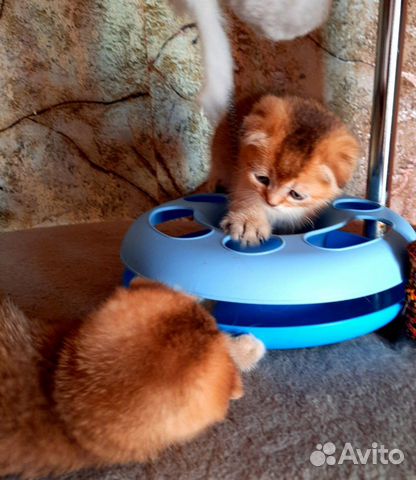 Супер котята с висячими ушками