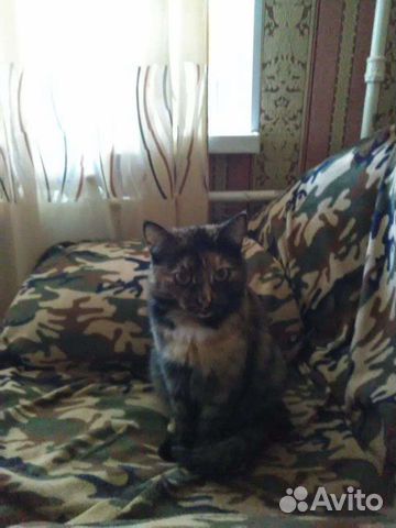 Кошки в добрые руки бесплатно