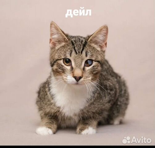 Кот Дейл
