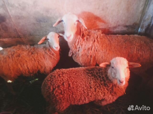 Овцы и барашек