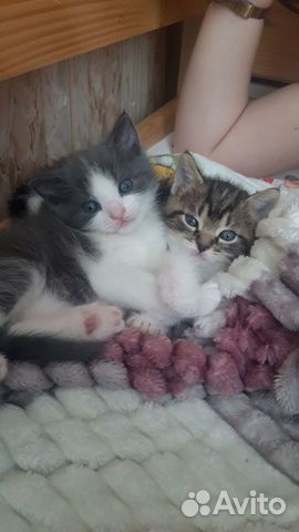 Котята
