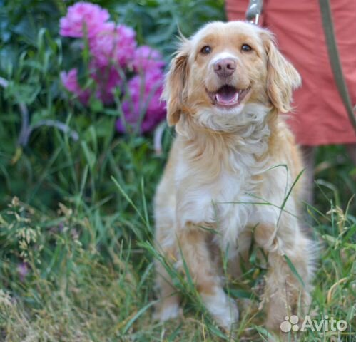 Шерри небольшая собачка кремового цвета