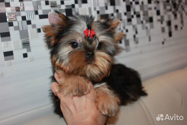 Красивущий беби-фейс мальчик 3 мес