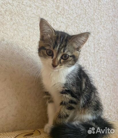 Котенок