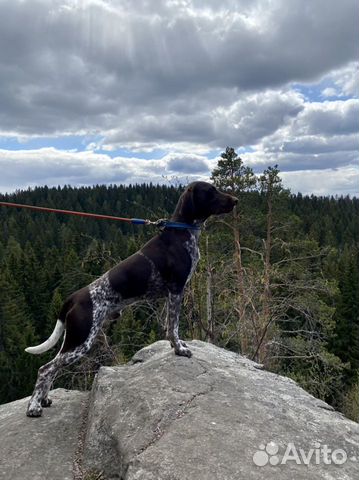 Курцаар кобель вязка