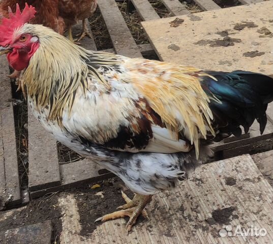 Домашние животные