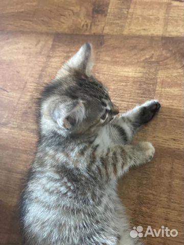 Котята в добрые руки две девочки и два мальчика