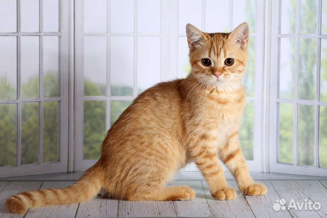 Шотландский котик. Красный и классный