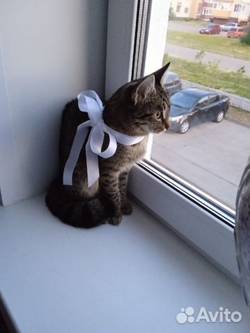 Молодая кошечка Рыська, ищем дом