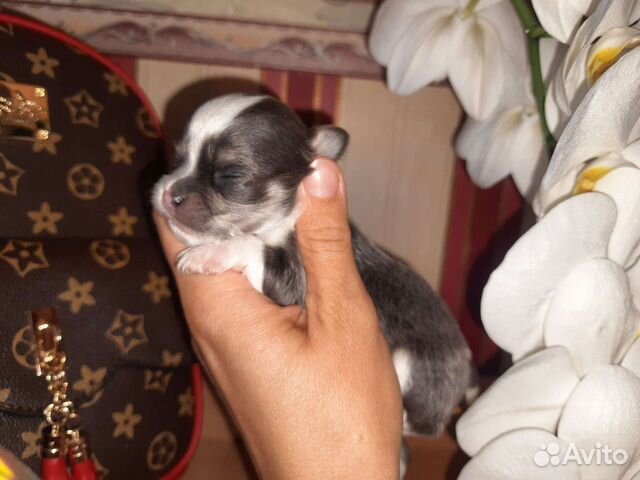 Чихуахуа малыши