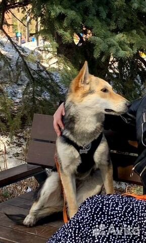 Собака в добрые руки