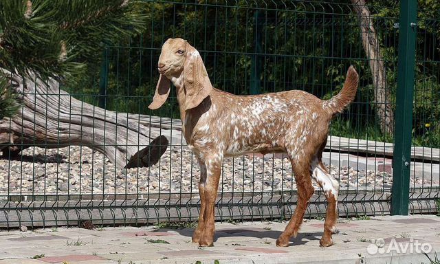 Козлята Макхичина козочки