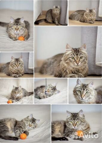 Сибирская кошка ищет дом