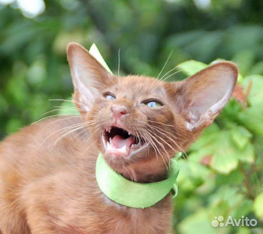 Шоколадный котенок