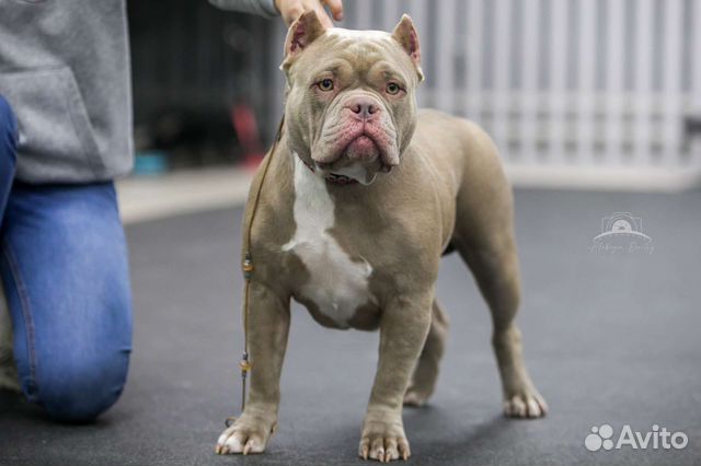 Американский булли