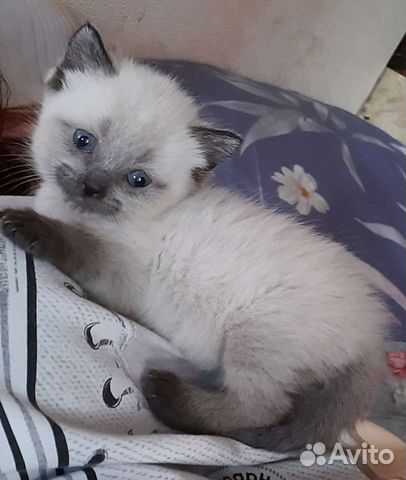 Сиамская кошка
