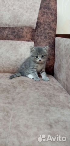 Котята от Сибирской кошки