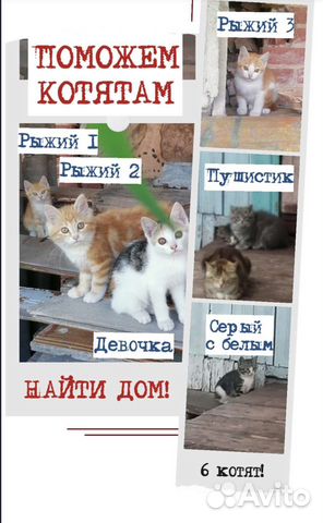 Котята-умнички ищут дом