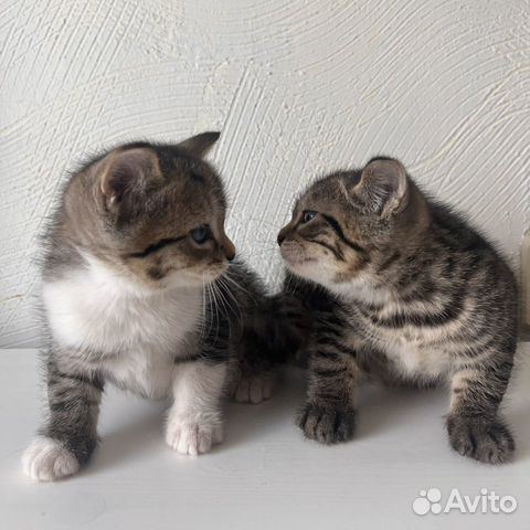 Замурчательные котята