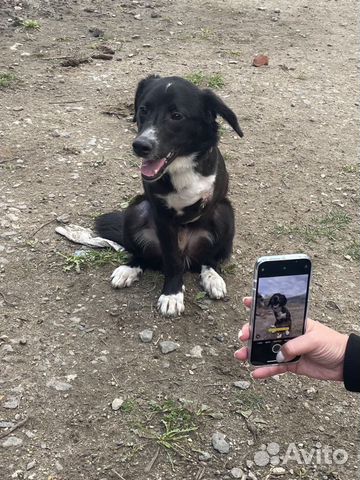 Особенный трехлапый миниатюрный Егорка