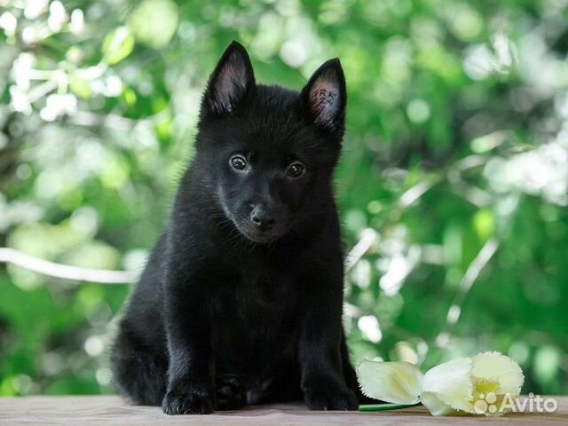 Шипперке (схипперка) городская овчарка