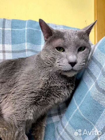 Русская голубая, кот Мотя